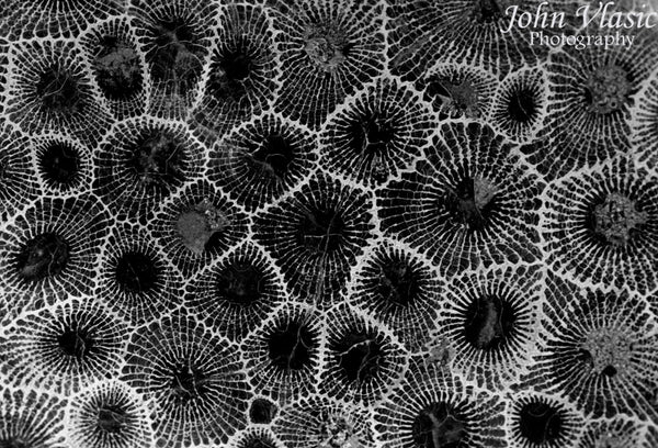 Stone Cells - John Vlasic Photography